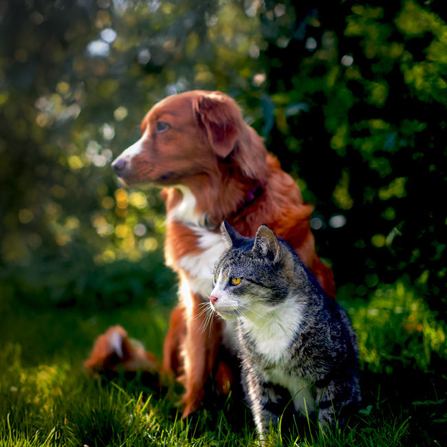 The AATU Story – AATU Pet Food