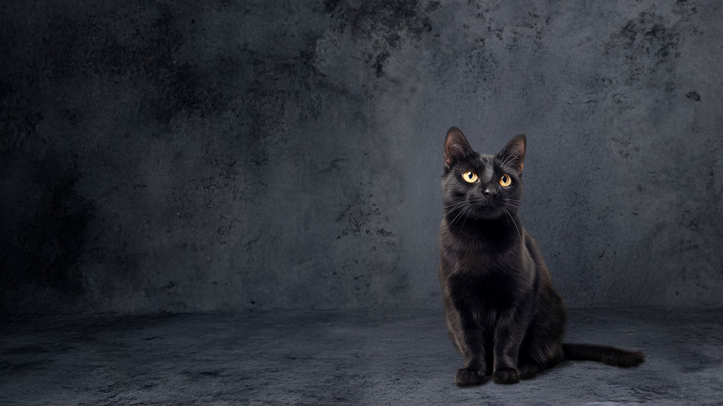 AATU Cat Food – AATU Pet Food