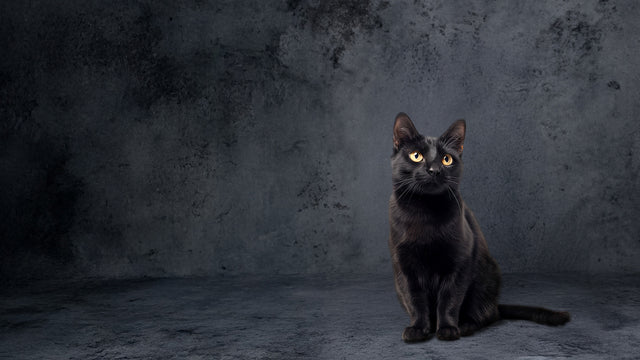 AATU Cat Food – AATU Pet Food