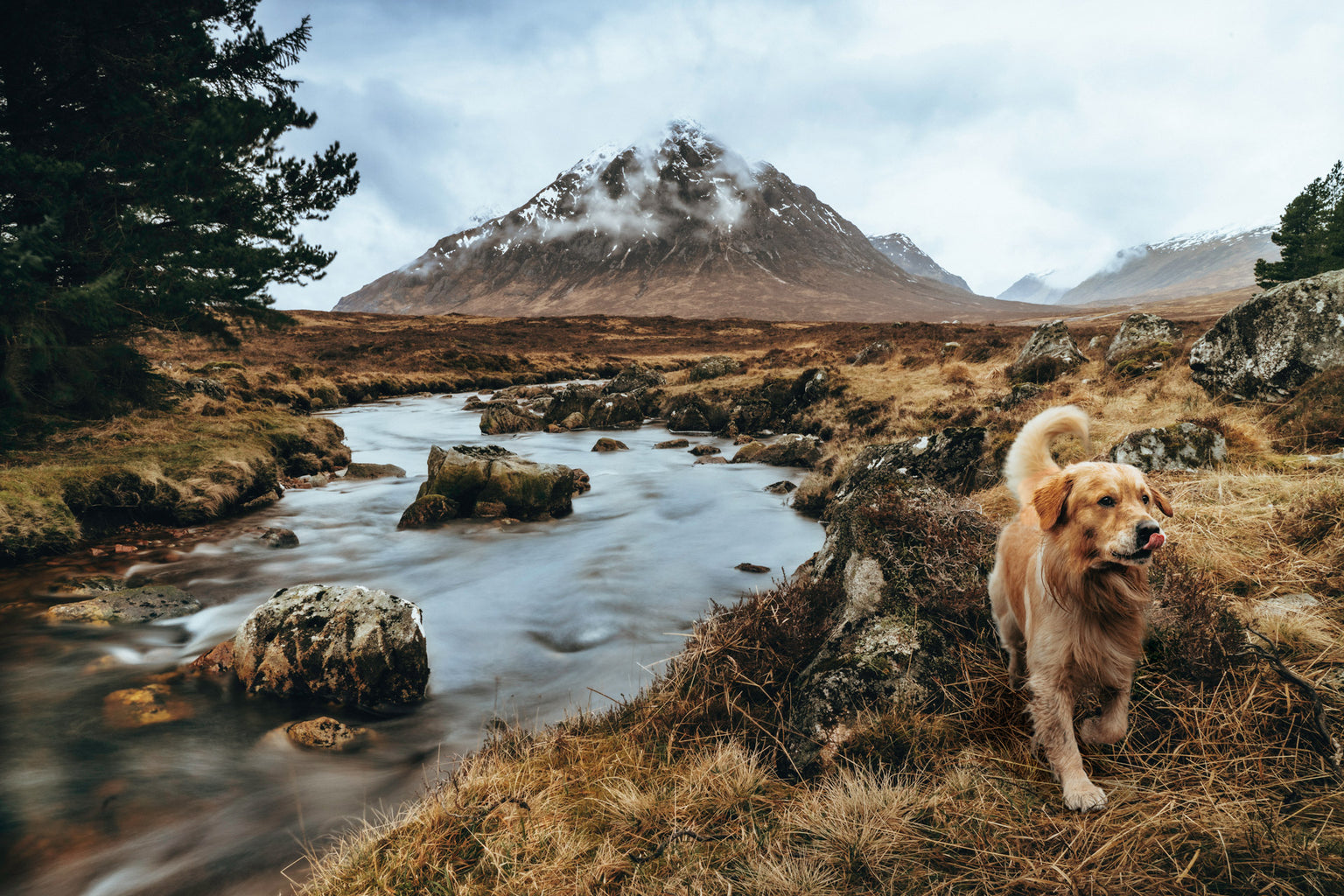 The AATU Story – AATU Pet Food